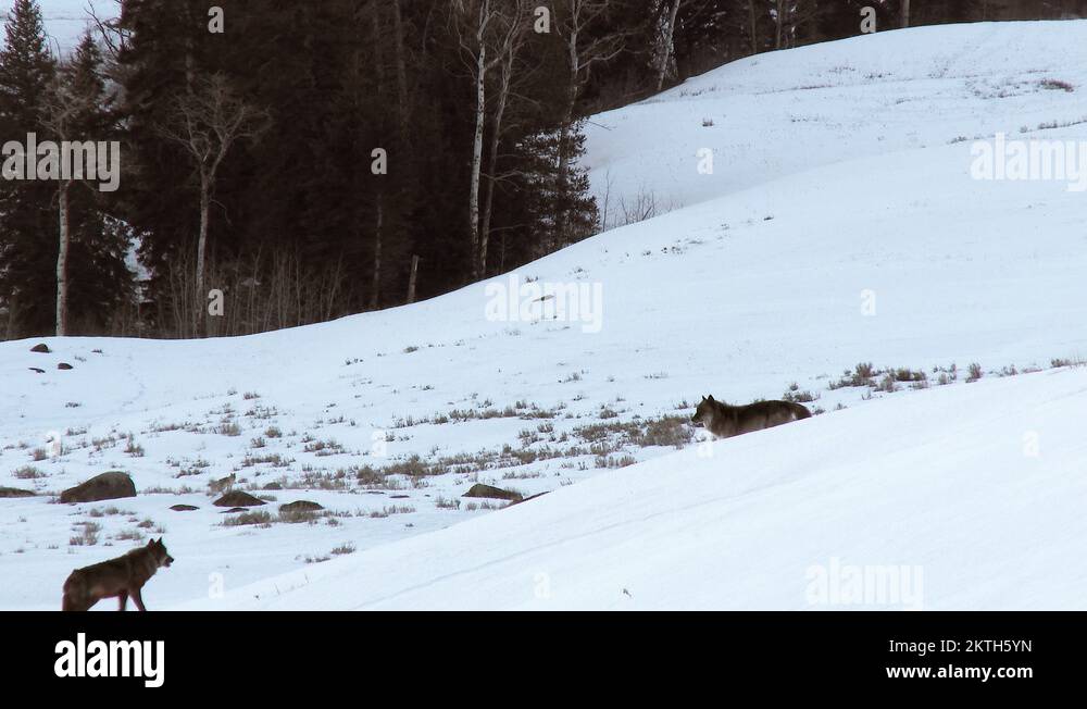 White wolves in yellowstone Stock Videos & Footage - HD and 4K Video ...