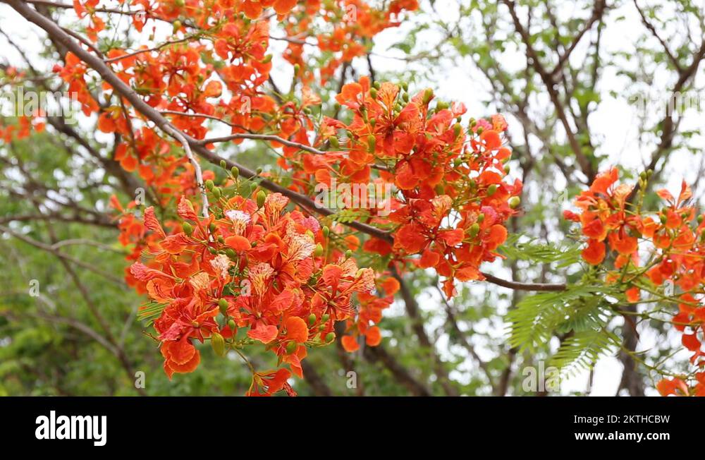 Peacock flower tree Stock Videos & Footage - HD and 4K Video Clips - Alamy