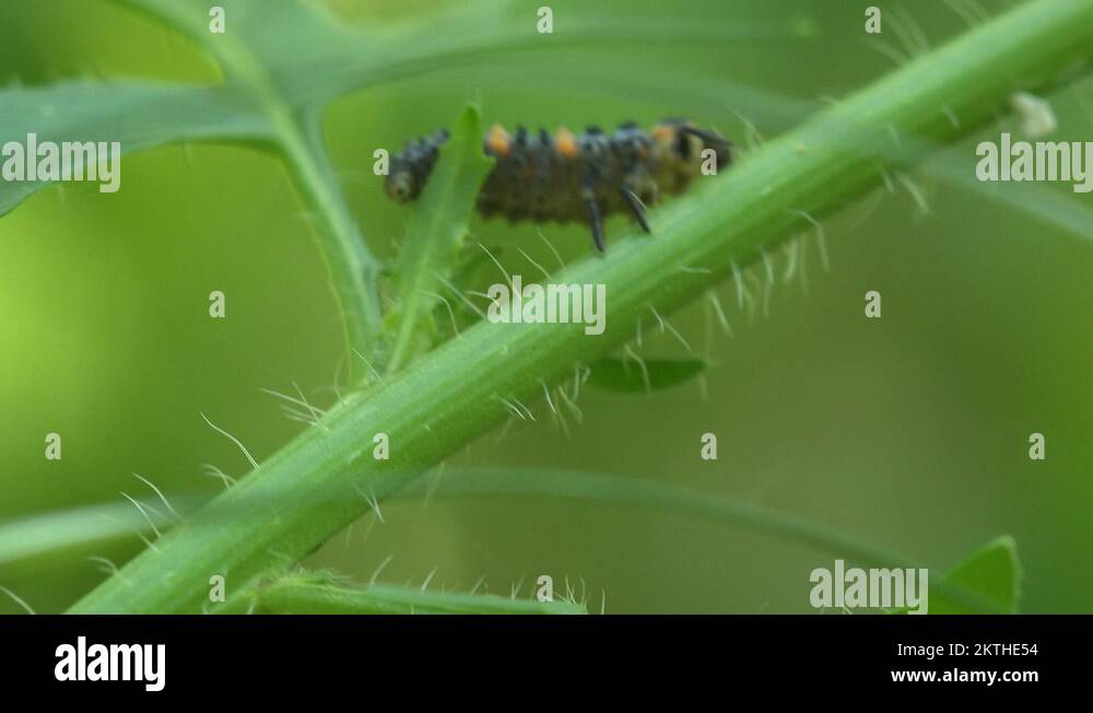 Abdomen of ladybug larva Stock Videos & Footage - HD and 4K Video Clips ...