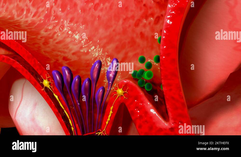 Pituitary Gland Anatomy Stock Video Footage Alamy