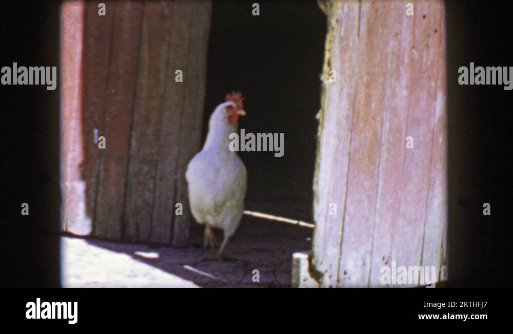 Chicken barn door Stock Videos & Footage - HD and 4K Video Clips - Alamy