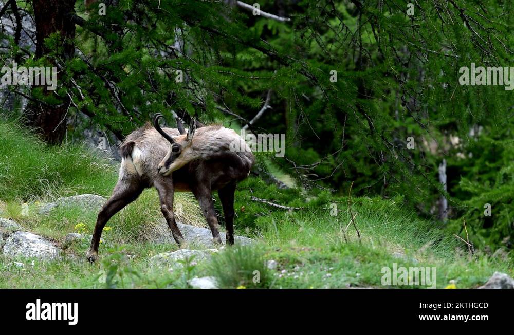 Swiss alpine horns Stock Videos & Footage - HD and 4K Video Clips - Alamy