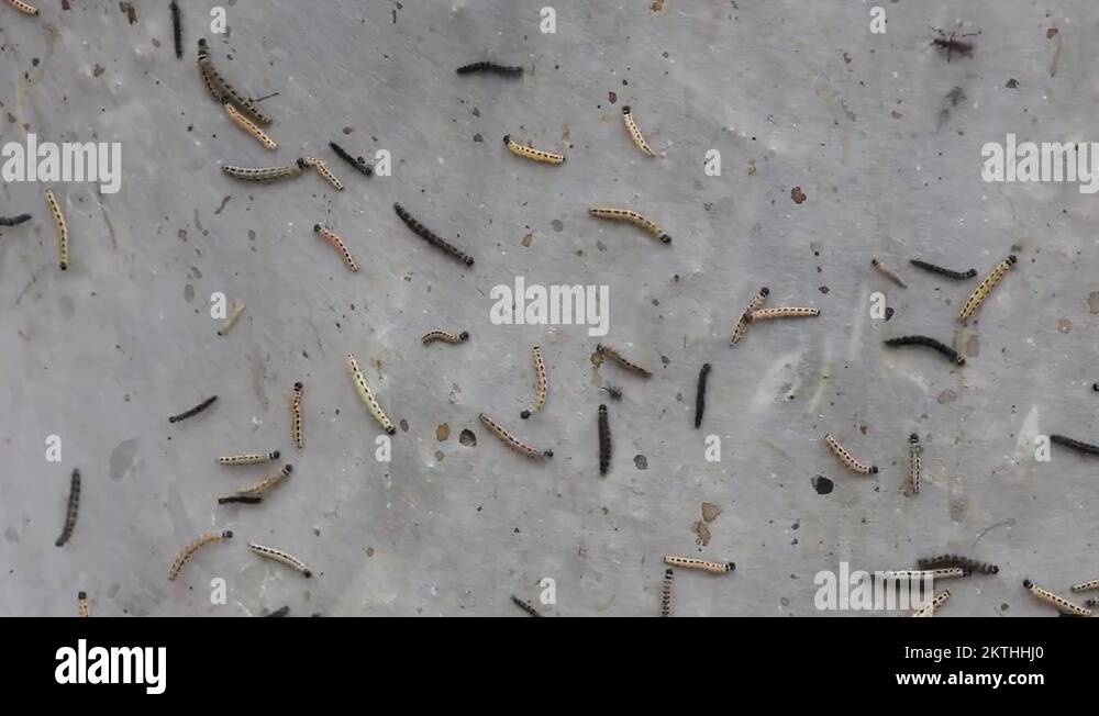 Insekten insekten insekten insekten insekten insekten insekten Stock ...