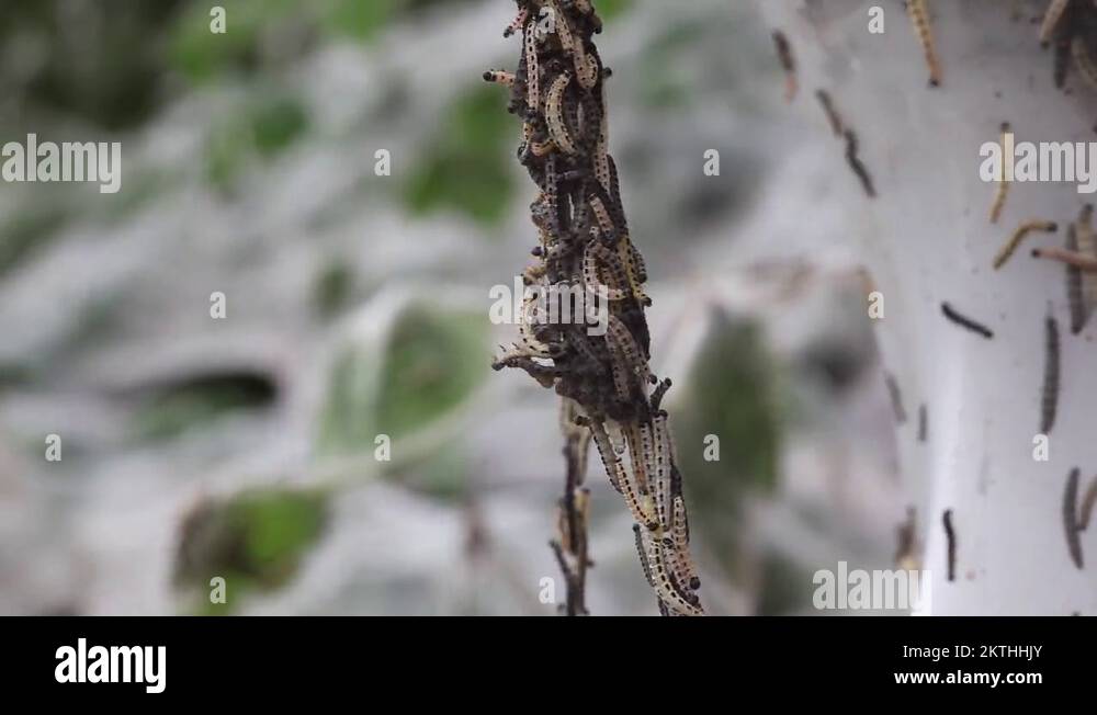 Loathsome Stock Videos & Footage - HD and 4K Video Clips - Alamy
