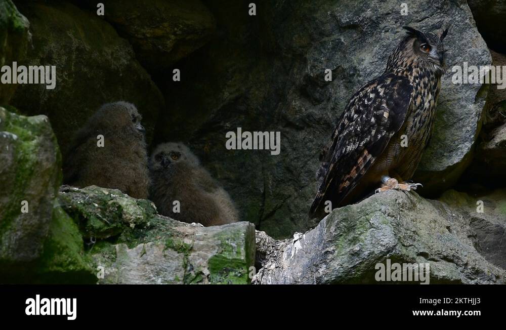 Eagle owl (Bubo bubo) taking off from nest with chicks to go hunting ...