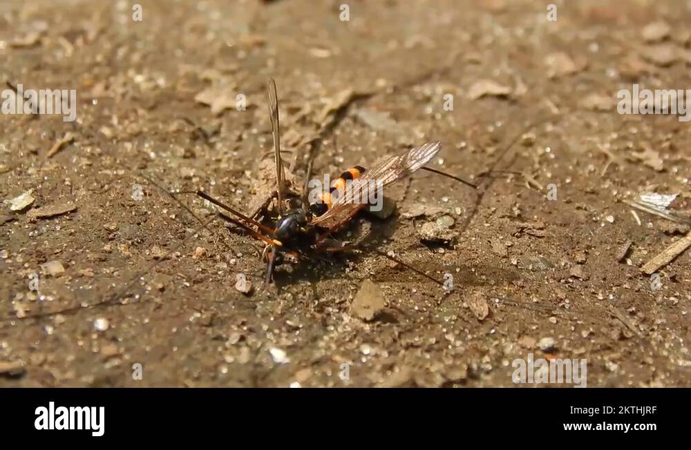 The species of mosquito mosquitoes with long legs and a color of wasps ...