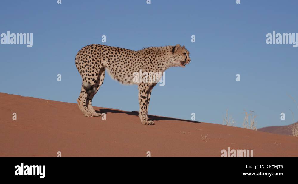 Namib desert animals dunes Stock Videos & Footage - HD and 4K Video ...