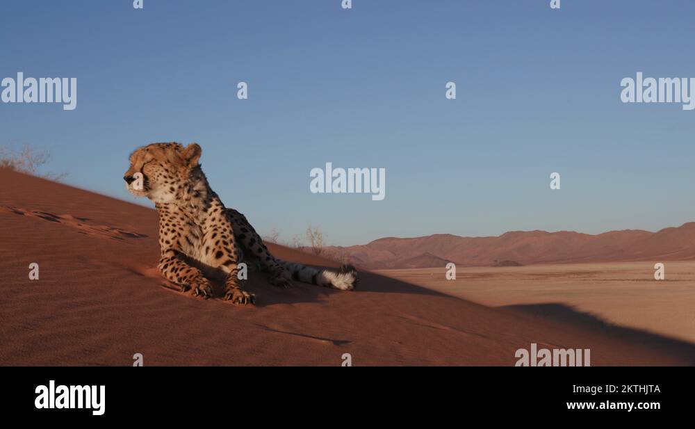 Cheetah looking at camera Stock Videos & Footage - HD and 4K Video ...