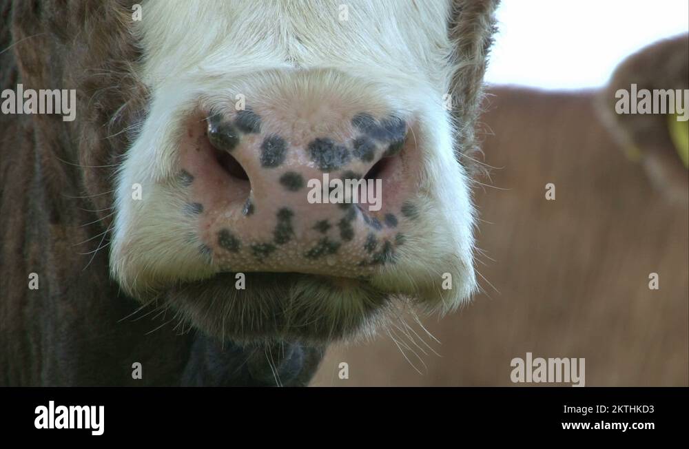 Chewing cow Stock Videos & Footage - HD and 4K Video Clips - Alamy