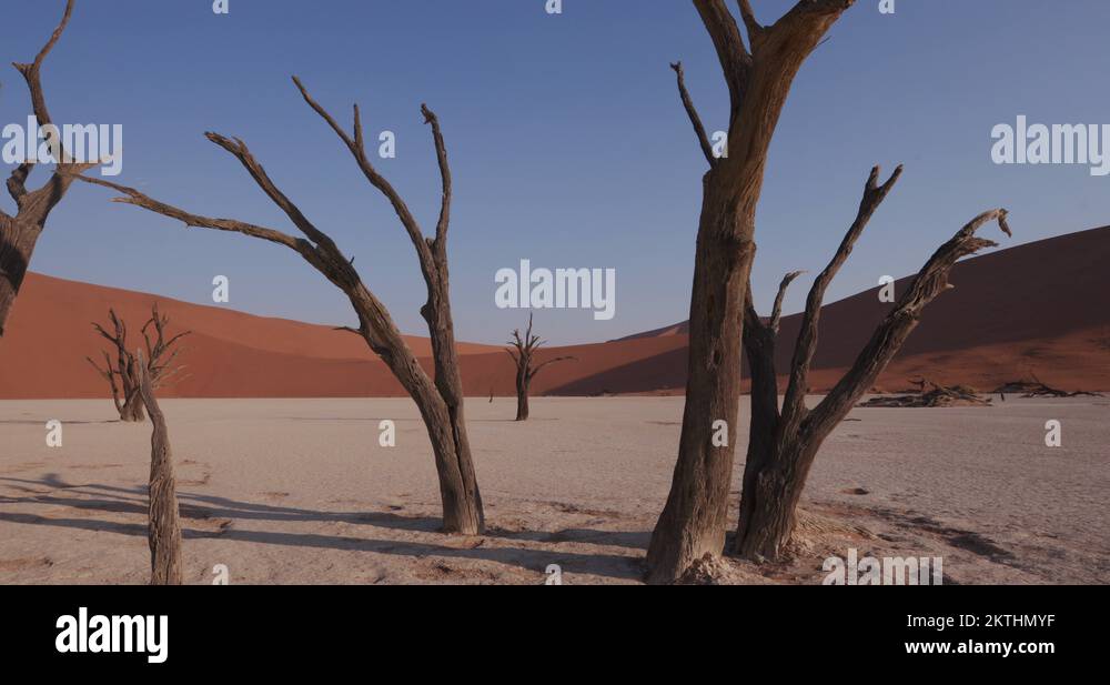 Dead trees in dead vlei Stock Videos & Footage - HD and 4K Video Clips ...