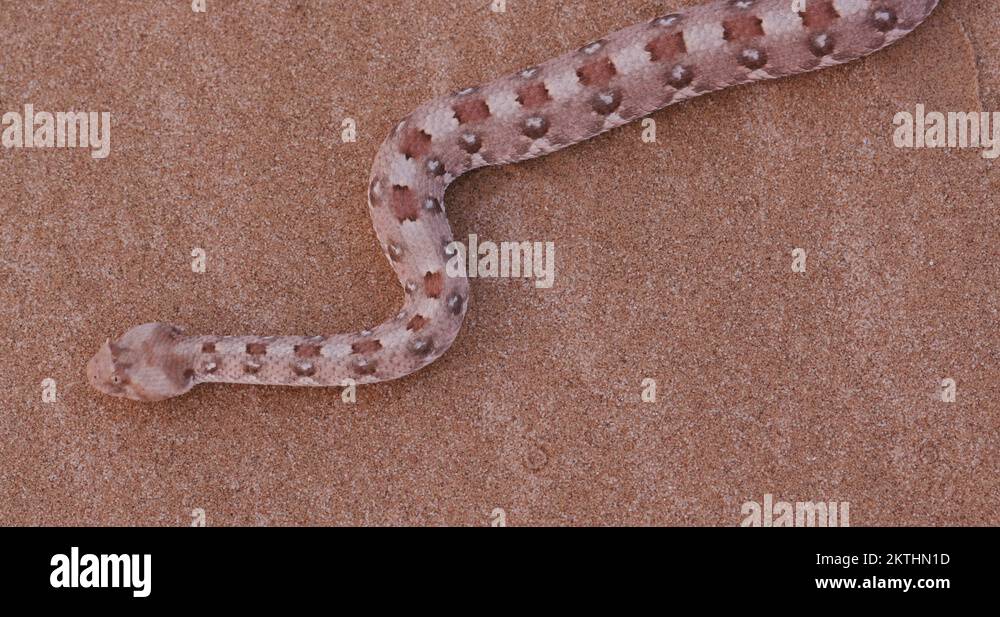 Sand undulation Stock Videos & Footage - HD and 4K Video Clips - Alamy