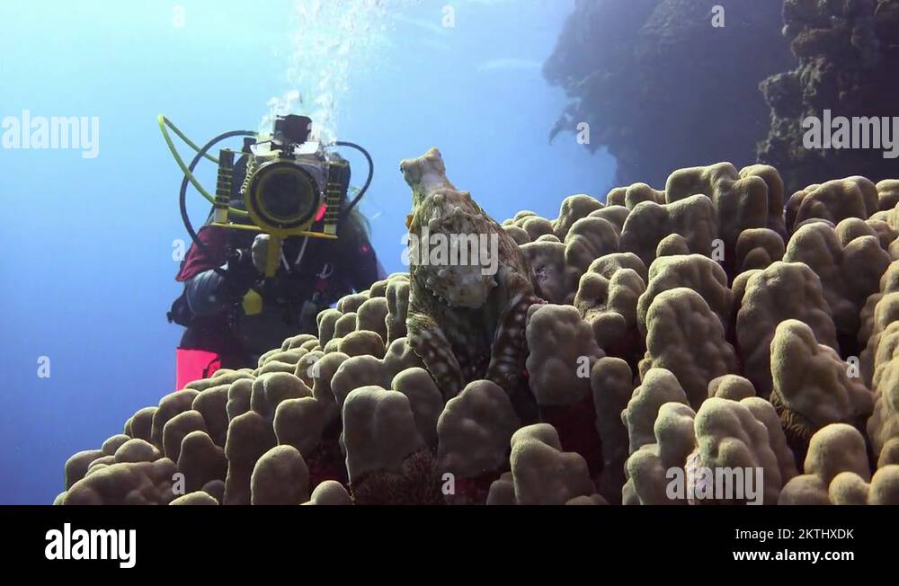 An octopus quickly changes color, shape and the structure of your body ...