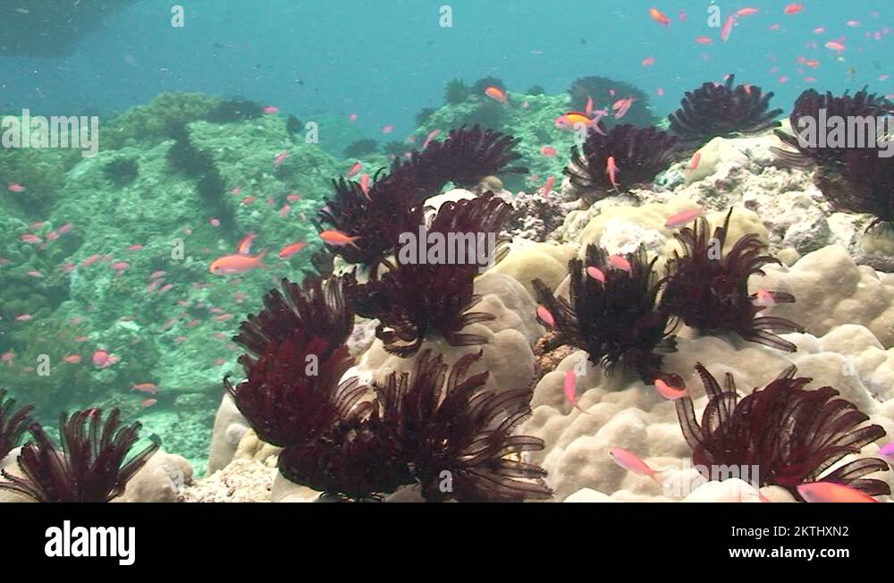 Coral bommie Stock Videos & Footage - HD and 4K Video Clips - Alamy
