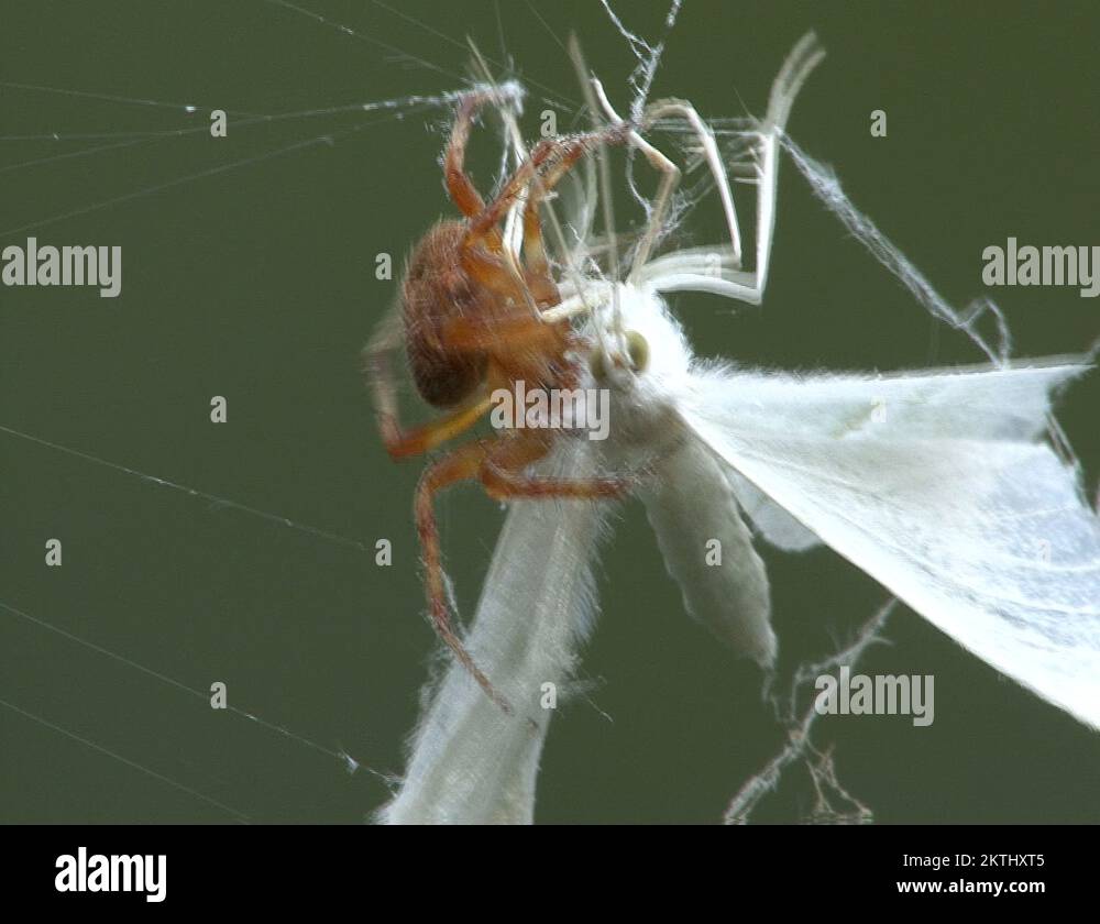 Moth spider Stock Videos & Footage - HD and 4K Video Clips - Alamy