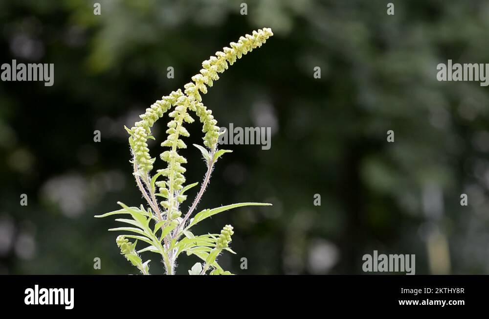 Ragweed pollen Stock Videos & Footage - HD and 4K Video Clips - Alamy