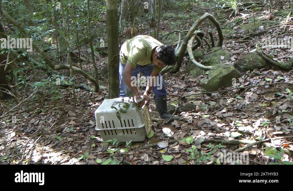 Pangolin conservation Stock Videos & Footage - HD and 4K Video Clips ...