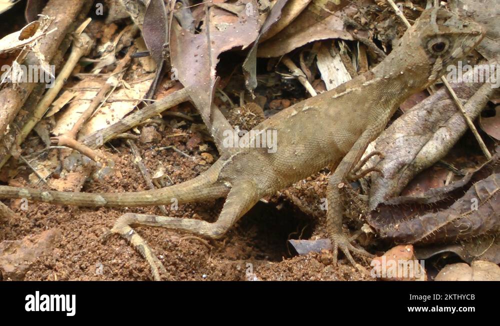 Lizard egg Stock Videos & Footage - HD and 4K Video Clips - Alamy