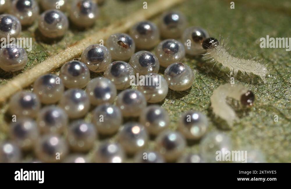 Egg and caterpillars Stock Videos & Footage - HD and 4K Video Clips - Alamy