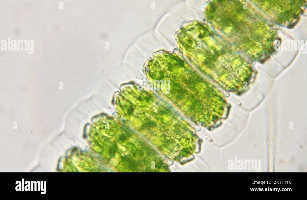 Chloroplast cell micrograph Stock Videos & Footage - HD and 4K Video ...