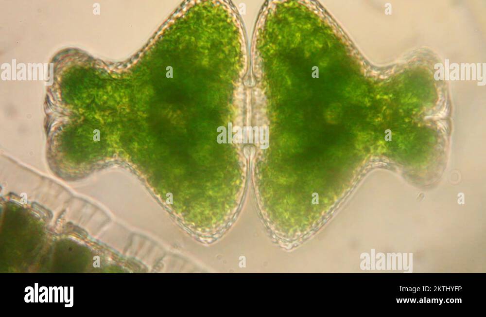 Algae plantae Stock Videos & Footage - HD and 4K Video Clips - Alamy