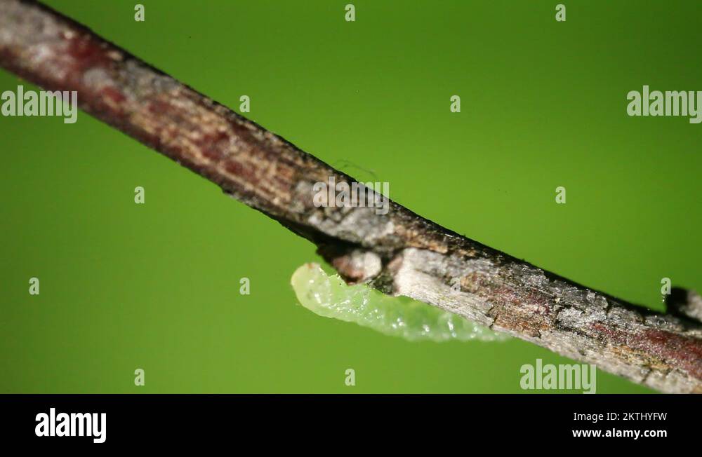 Inchworm moth Stock Videos & Footage - HD and 4K Video Clips - Alamy