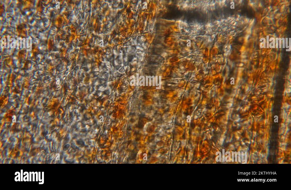 Blood capillary micrograph Stock Videos & Footage - HD and 4K Video ...