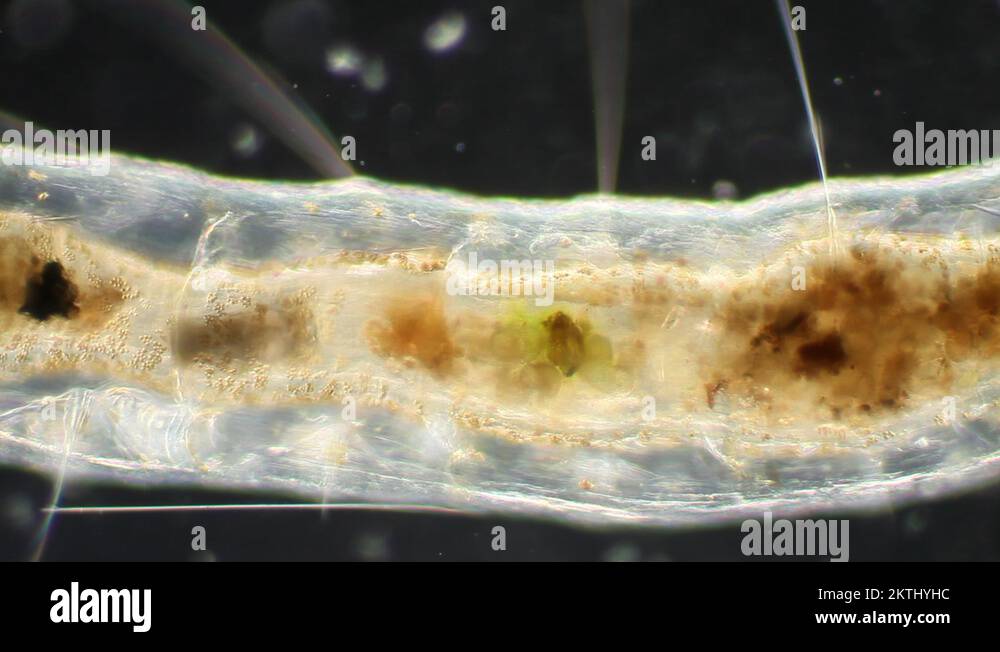 Bloodworm Stock Videos & Footage - HD and 4K Video Clips - Alamy