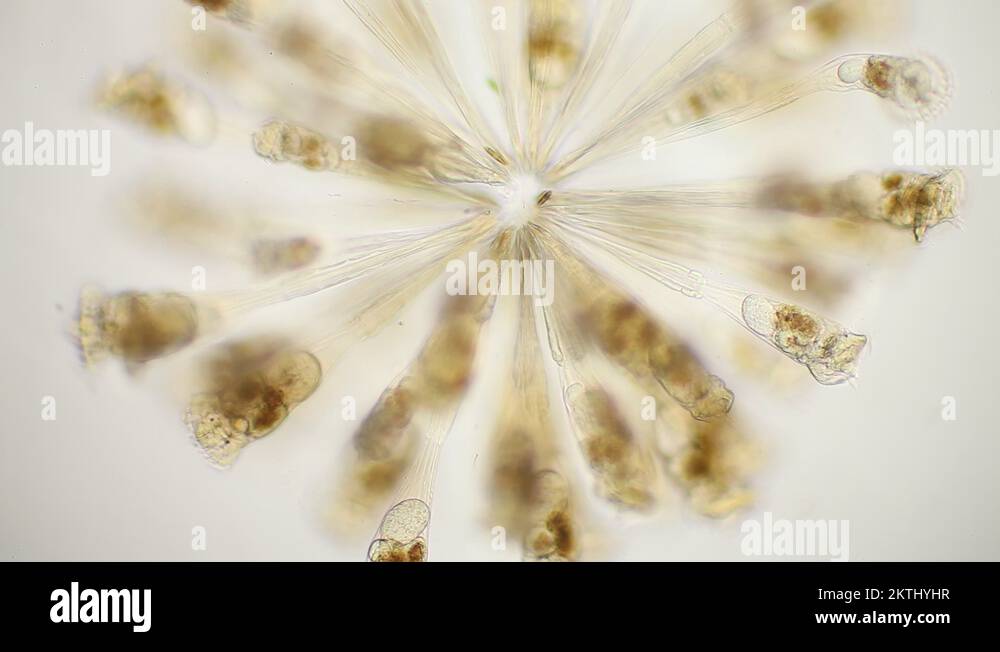 Colonial organism Stock Videos & Footage - HD and 4K Video Clips - Alamy