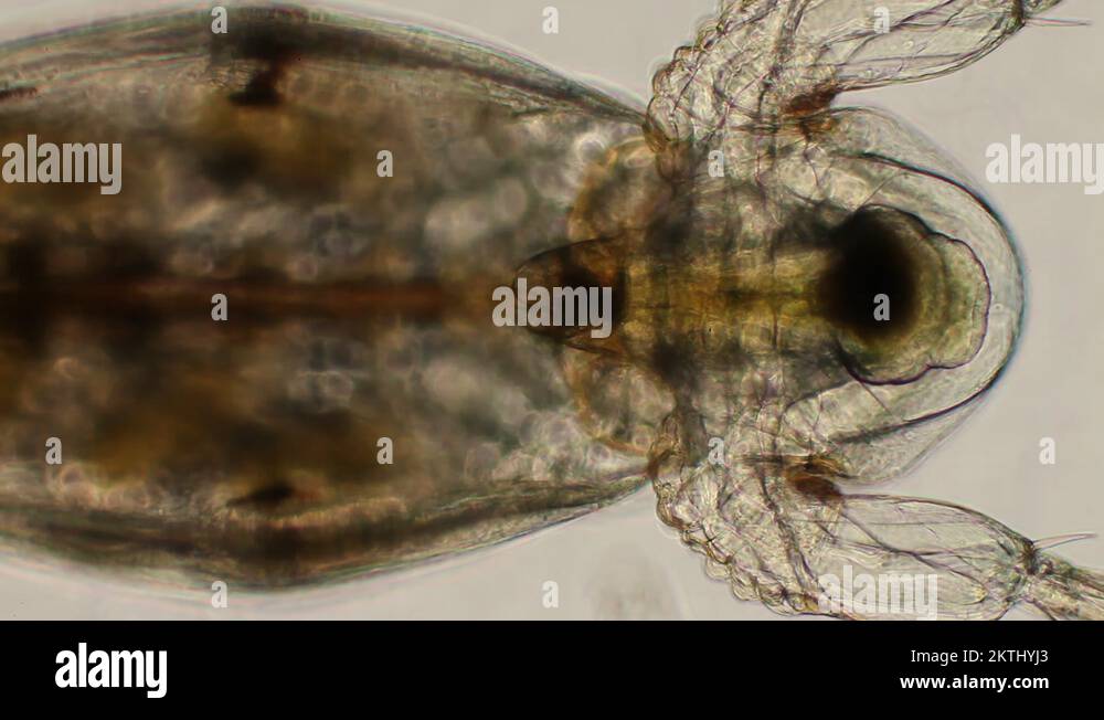 Copepods copepoda Stock Videos & Footage - HD and 4K Video Clips - Alamy