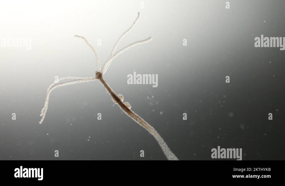 Hydra Stock Videos & Footage - HD and 4K Video Clips - Alamy