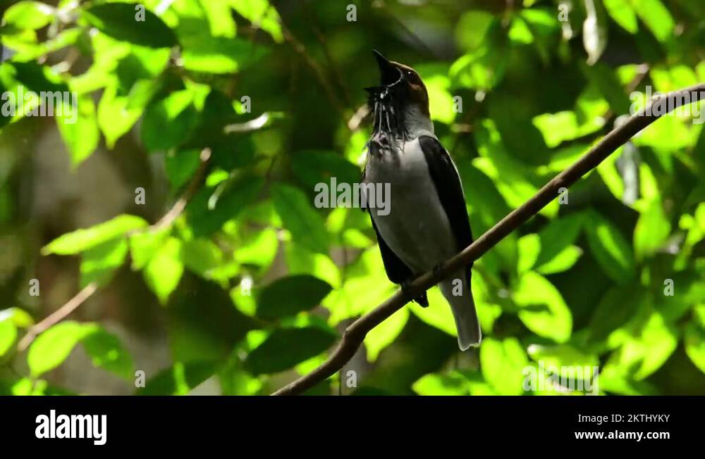 Bellbird Stock Videos & Footage - HD and 4K Video Clips - Alamy
