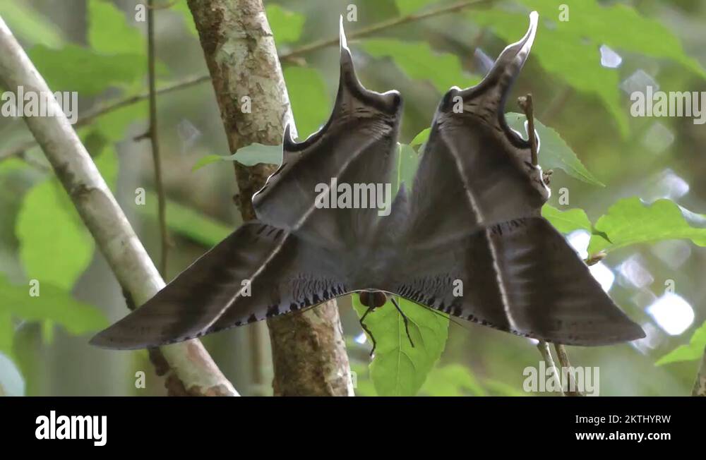 Swallowtail moth Stock Videos & Footage - HD and 4K Video Clips - Alamy