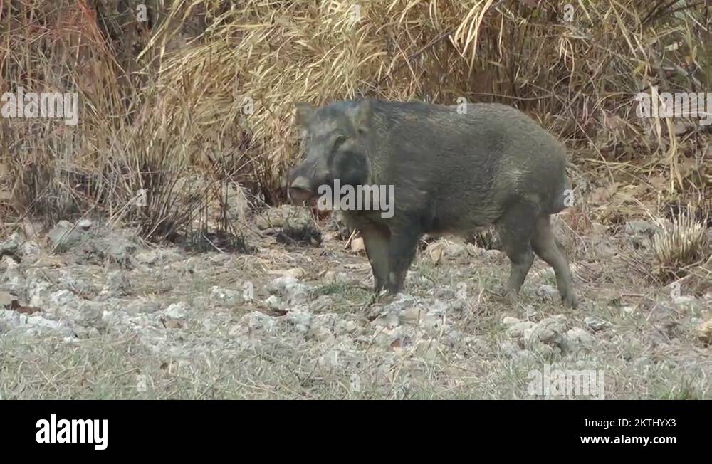 Boar wallow Stock Videos & Footage - HD and 4K Video Clips - Alamy
