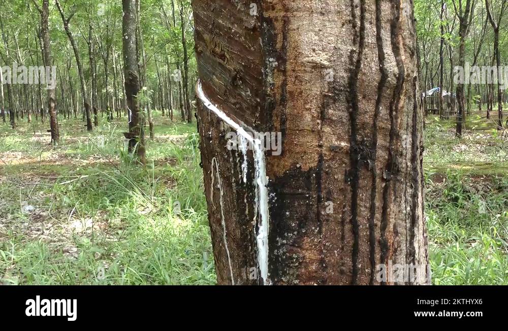 Rubber cultivation Stock Videos & Footage - HD and 4K Video Clips - Alamy