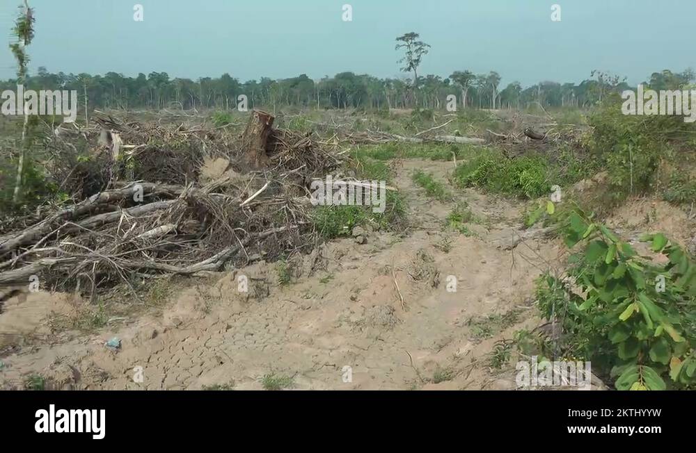 Cambodia environment Stock Videos & Footage - HD and 4K Video Clips - Alamy