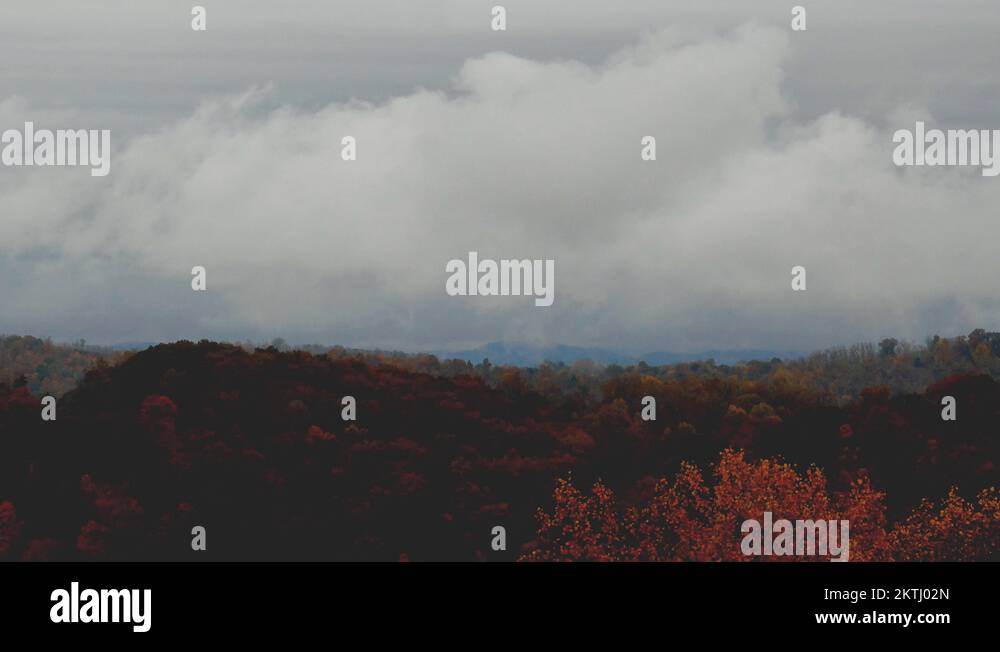 Deciduous hardwoods Stock Videos & Footage - HD and 4K Video Clips - Alamy