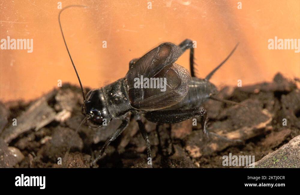 Field cricket male wings Stock Videos & Footage - HD and 4K Video Clips ...