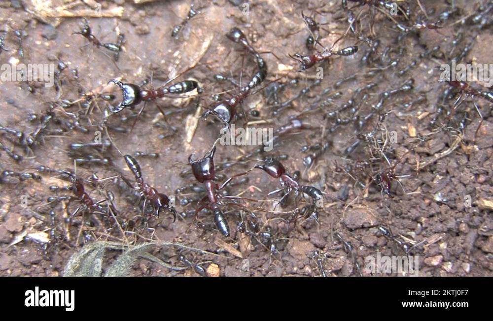 Ant column Stock Videos & Footage - HD and 4K Video Clips - Alamy