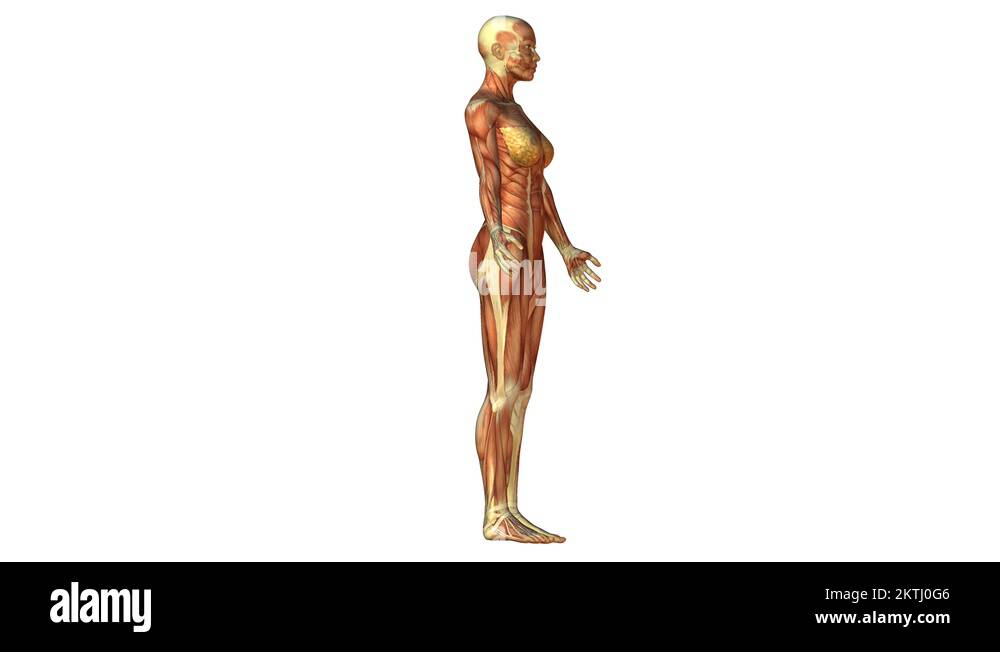 Anatomical muscles Stock Videos & Footage - HD and 4K Video Clips - Alamy