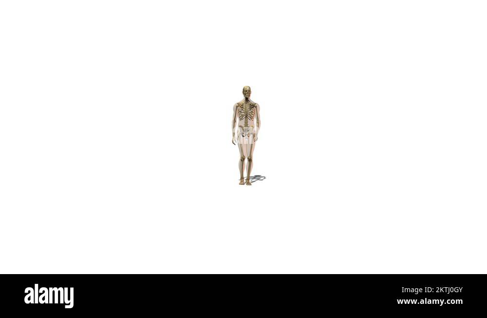 Animation of a human skeleton walking and running Stock Video Footage ...