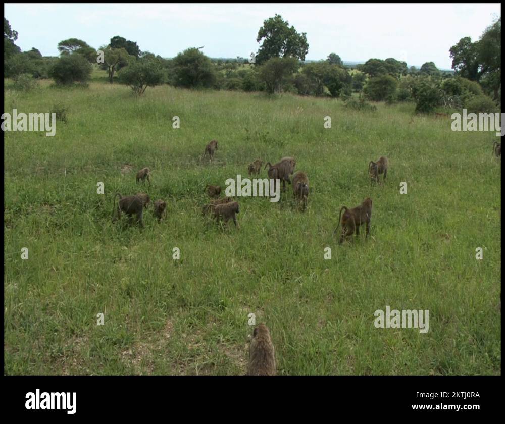 Primate foraging behavior Stock Videos & Footage - HD and 4K Video ...