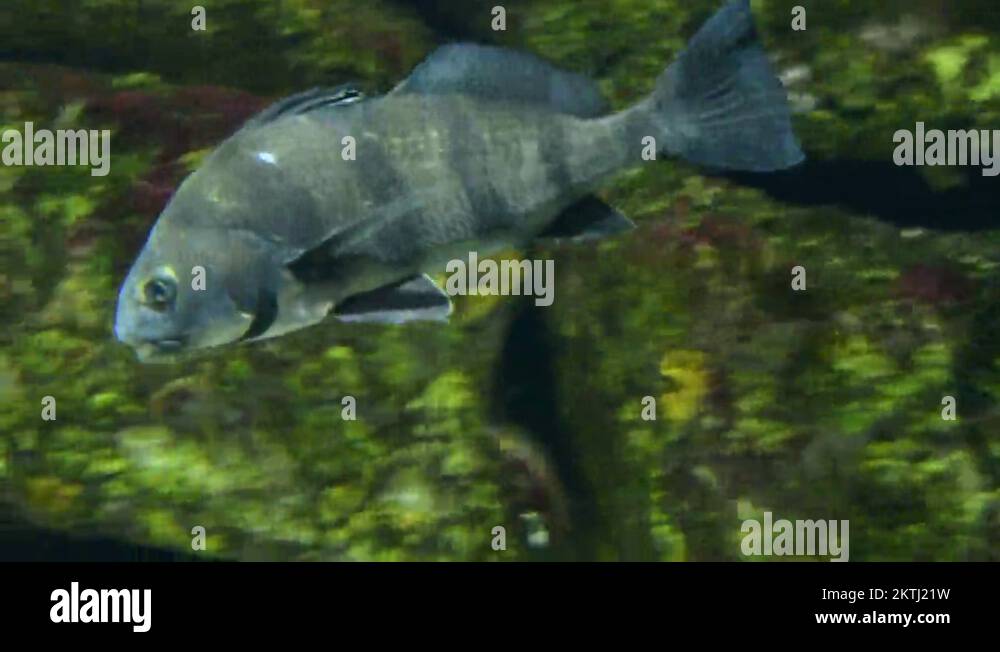 Actinopterygii perciformes Stock Videos & Footage - HD and 4K Video ...