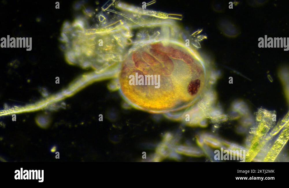 Collembola Stock Videos & Footage - HD and 4K Video Clips - Alamy