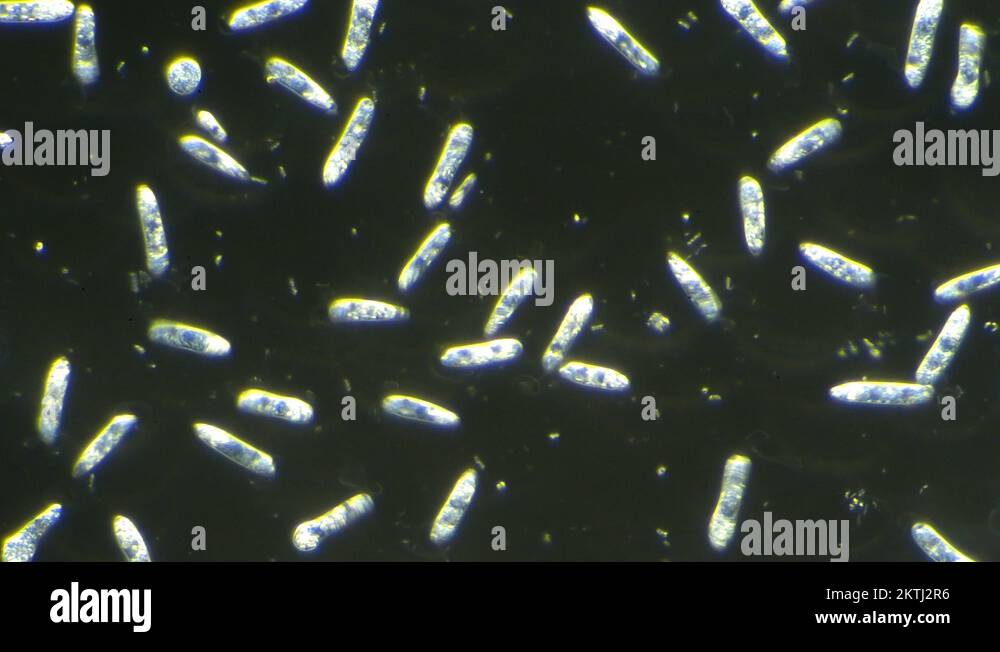 Protista Stock Videos & Footage - HD and 4K Video Clips - Alamy