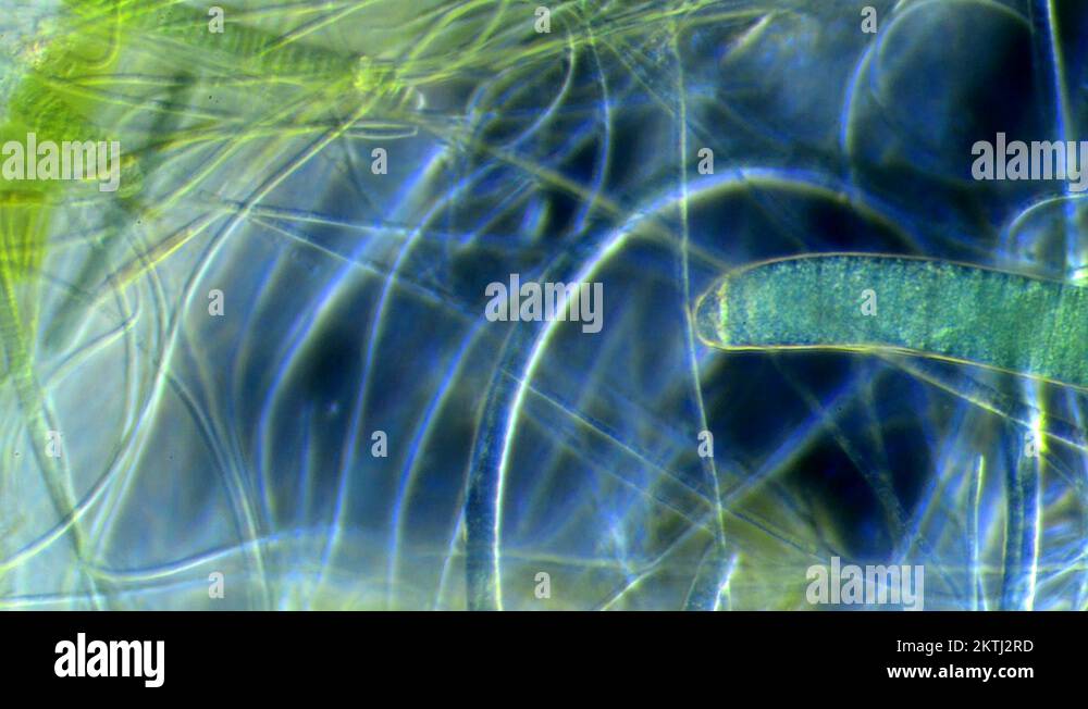 Phormium phormium sp Stock Videos & Footage - HD and 4K Video Clips - Alamy