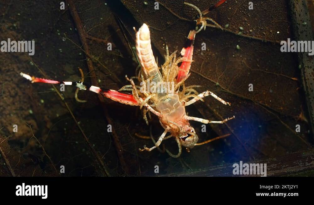 Larvae of biting midge (Ceratopogonidae Stock Video Footage - Alamy