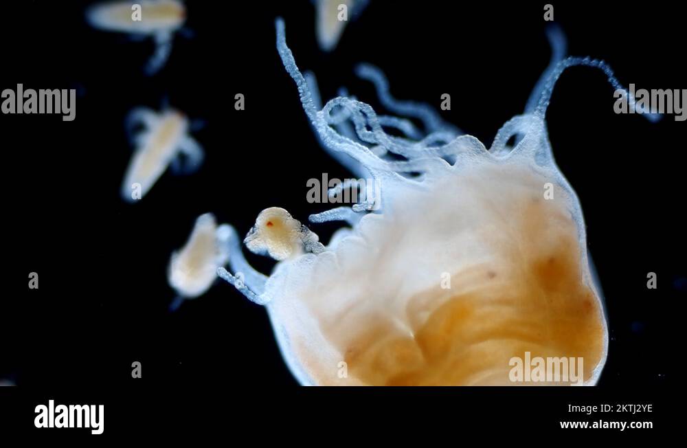 Jellyfish polyp Stock Videos & Footage - HD and 4K Video Clips - Alamy