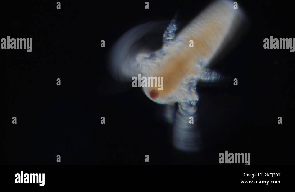 Larva of brine shrimp (Artemia salina Stock Video Footage - Alamy