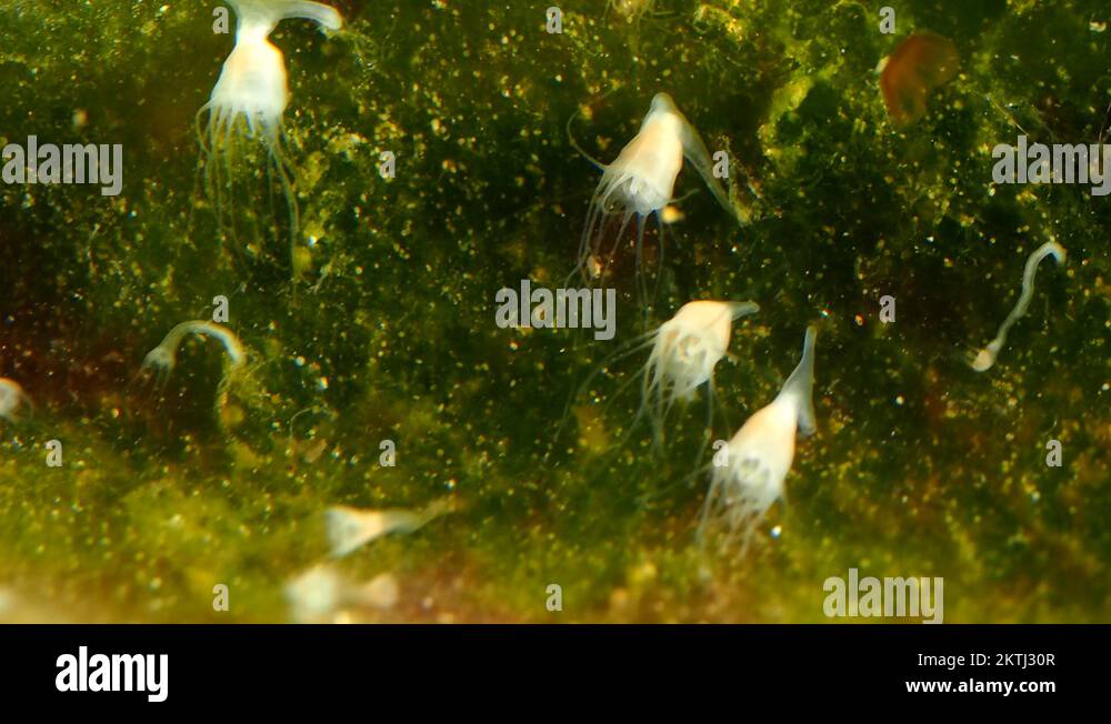 Polyps not coral Stock Videos & Footage - HD and 4K Video Clips - Alamy