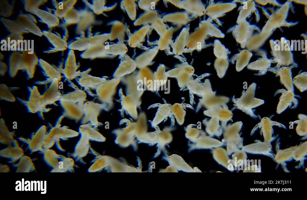 Brine Shrimp Artemia Salina Stock Video Footage Alamy